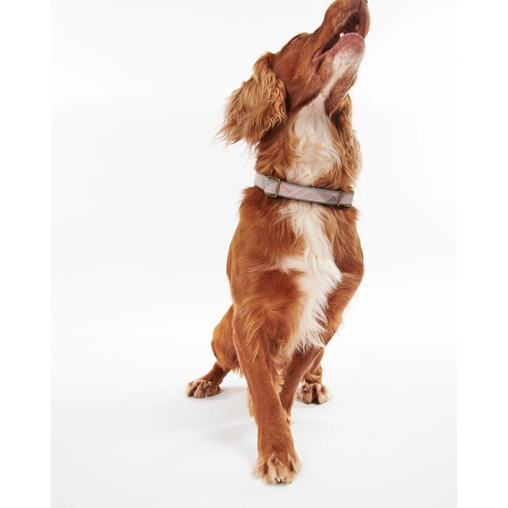 Barbour Reflective Tartan Dog Medium In Pink Tartan